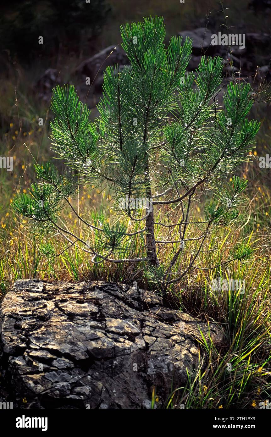 Young pine plant (Pinus pinea). Renovation of stone pine in nature ...