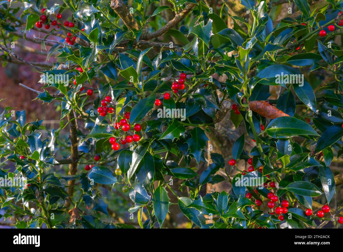 Adding contrast hi-res stock photography and images - Alamy