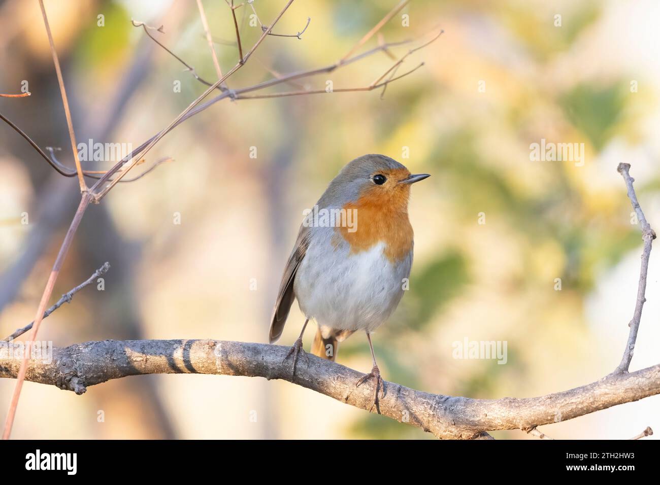 The European robin (Erithacus rubecula), small insectivorous passerine ...