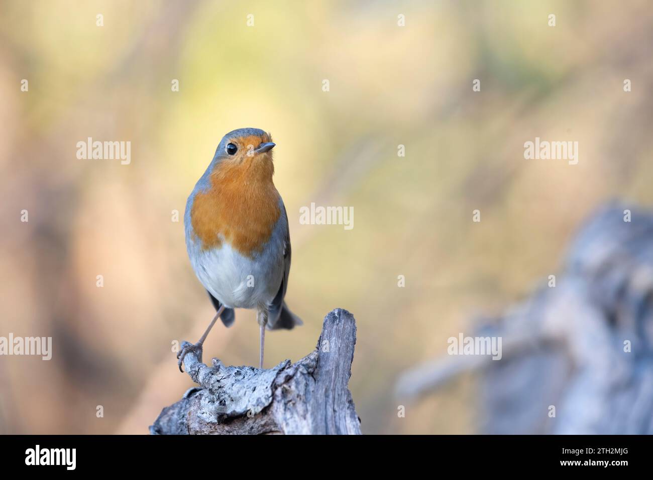 Small insectivorous birds hi-res stock photography and images - Alamy