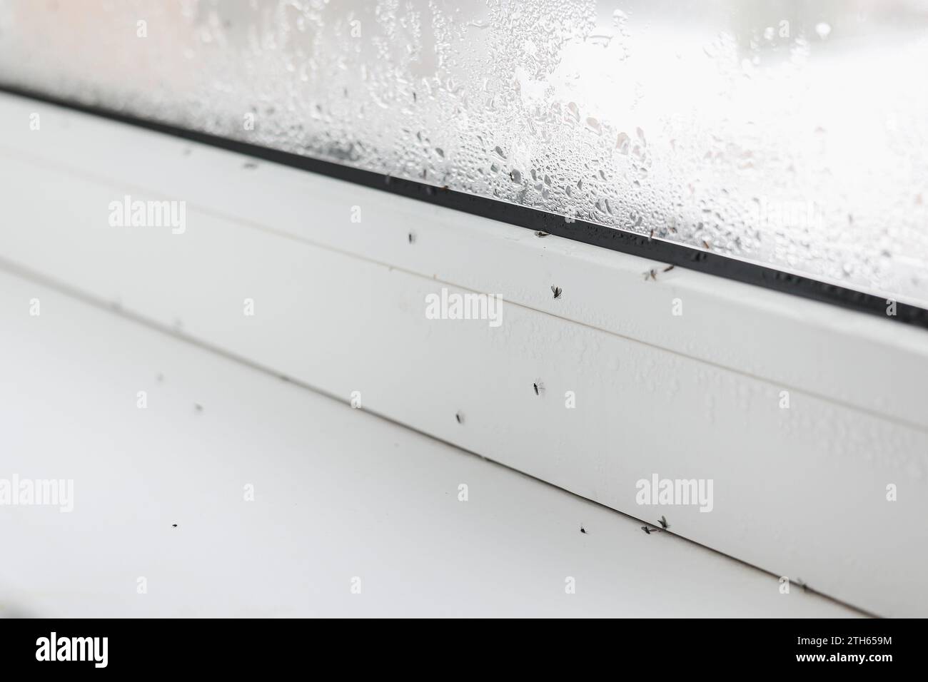 Close up of many dead midges and water droplets condensation on white ...