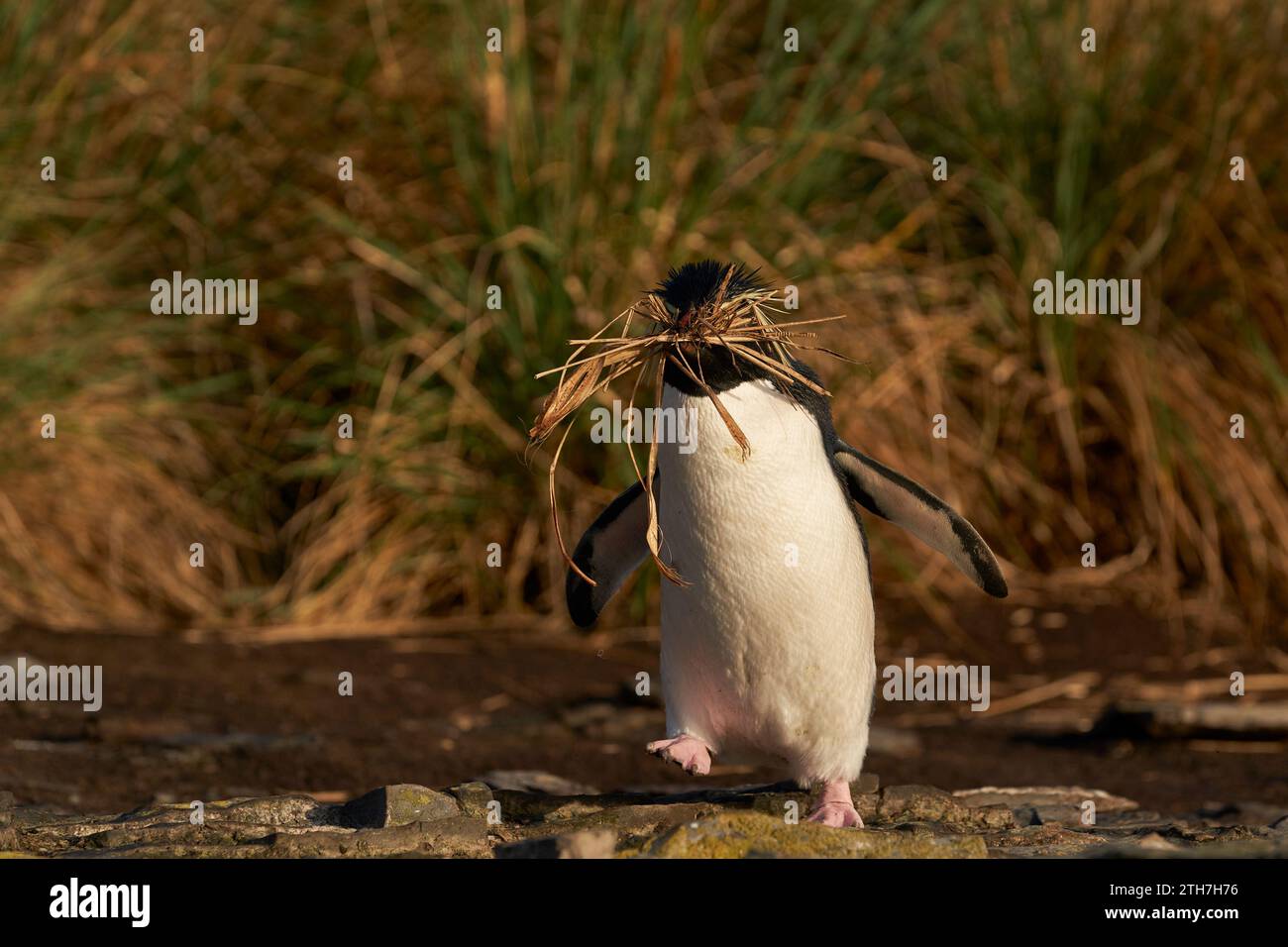 Rockhopper Penguin (Eudyptes chrysocome) carrying nesting material on ...
