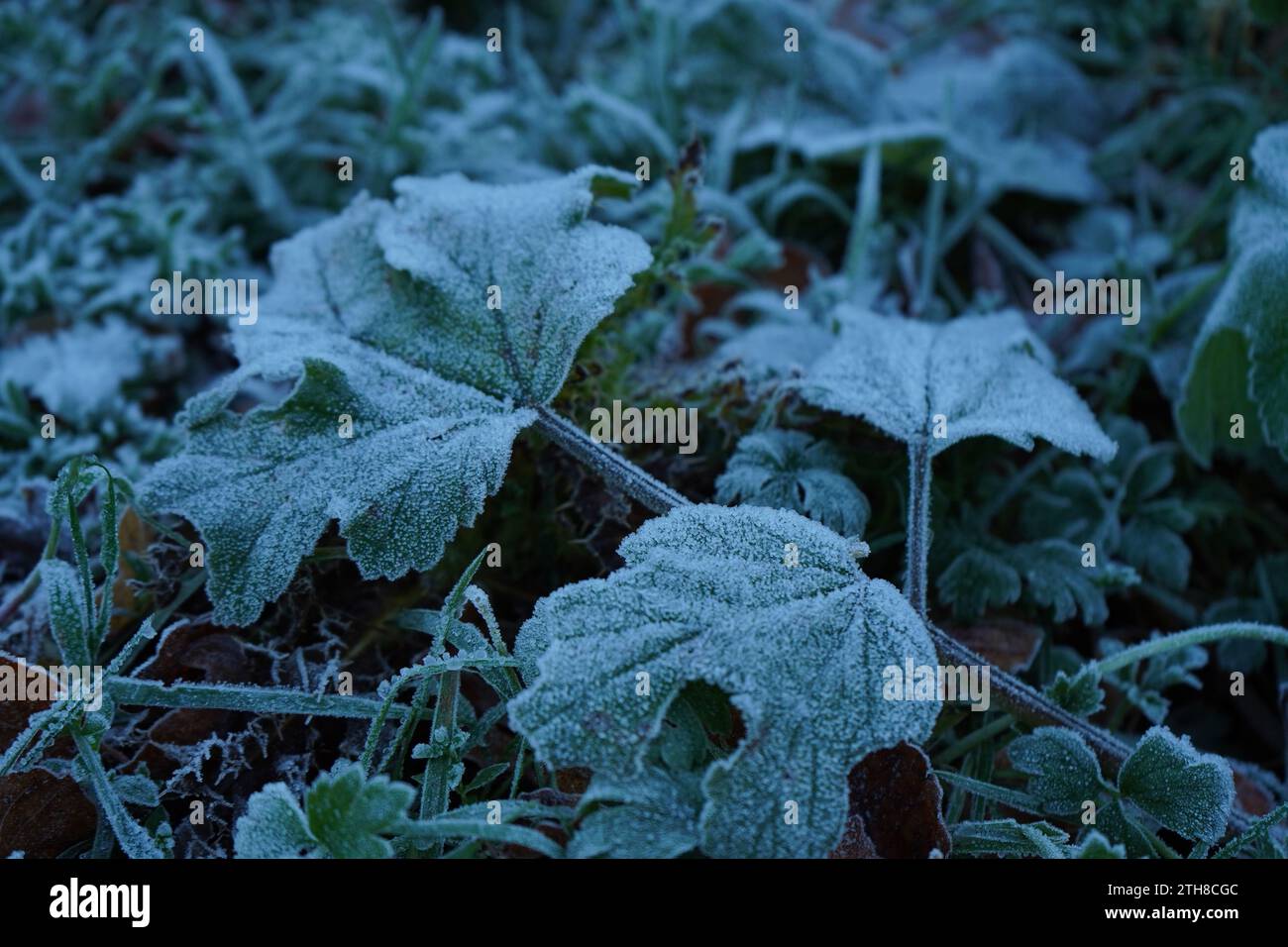 Frost covered leaves macro hi-res stock photography and images - Alamy