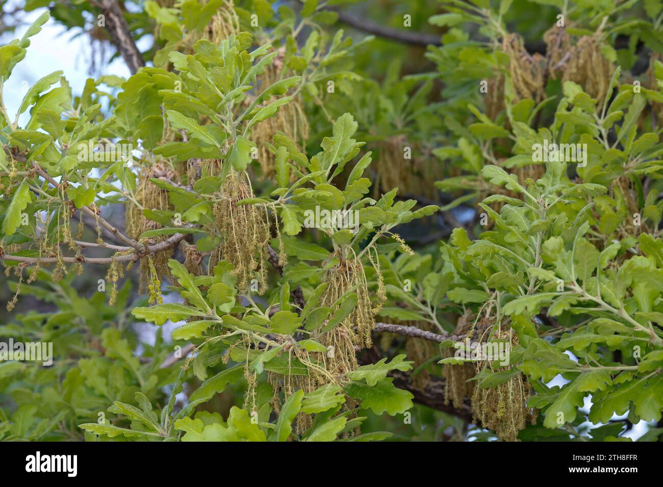 Flaumeiche, Flaum-Eiche, Blüten, Blütenkätzchen, Eiche, Quercus ...
