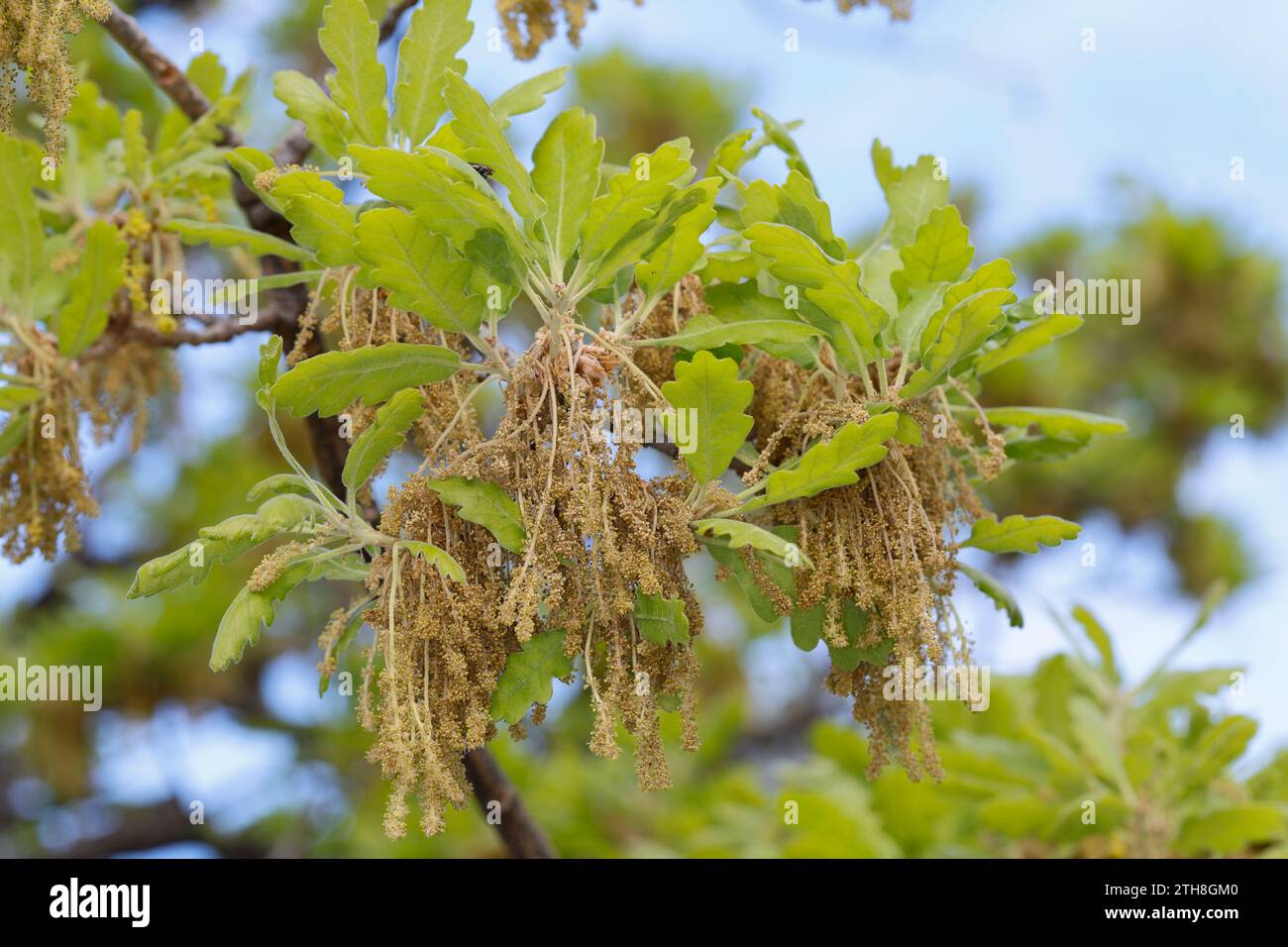 Flaumeiche, Flaum-Eiche, Blüten, Blütenkätzchen, Eiche, Quercus ...