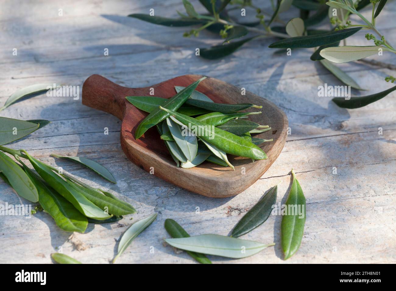 Olivenblätter, Olivenblatt, Olivenbaum, Olive, Oliven, Oliven-Baum ...