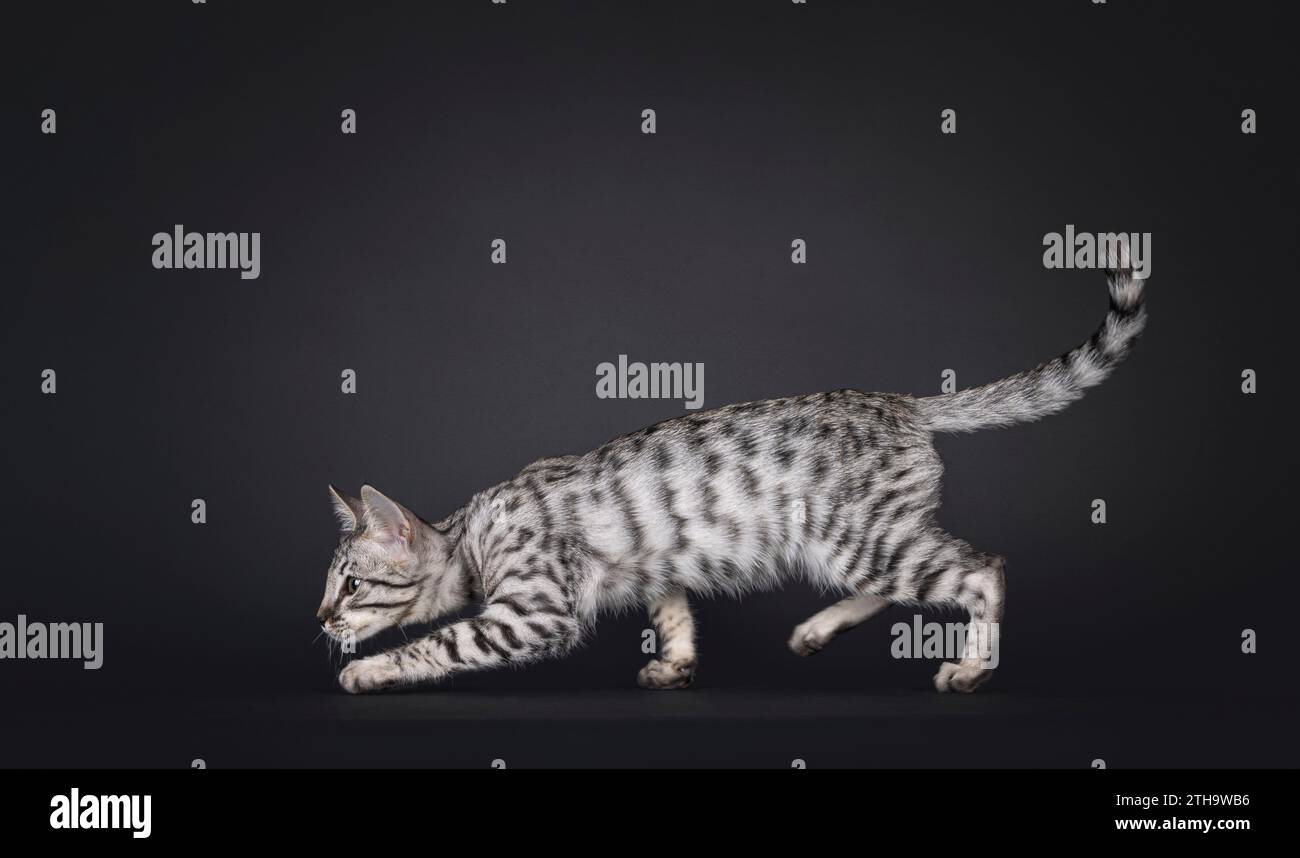 Silver F6 Savannah cat kitten, walking side ways. Looking away from ...