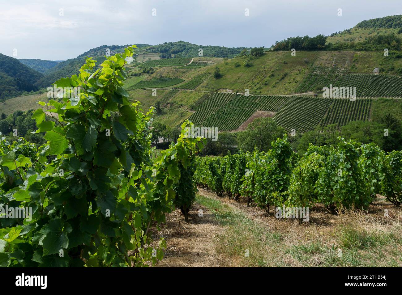 Rose petillant hi-res stock photography and images - Alamy