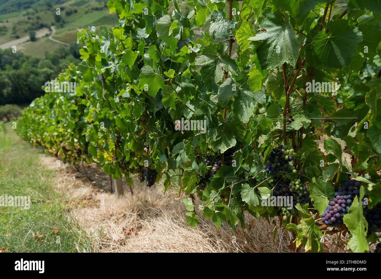 Rose petillant hi-res stock photography and images - Alamy
