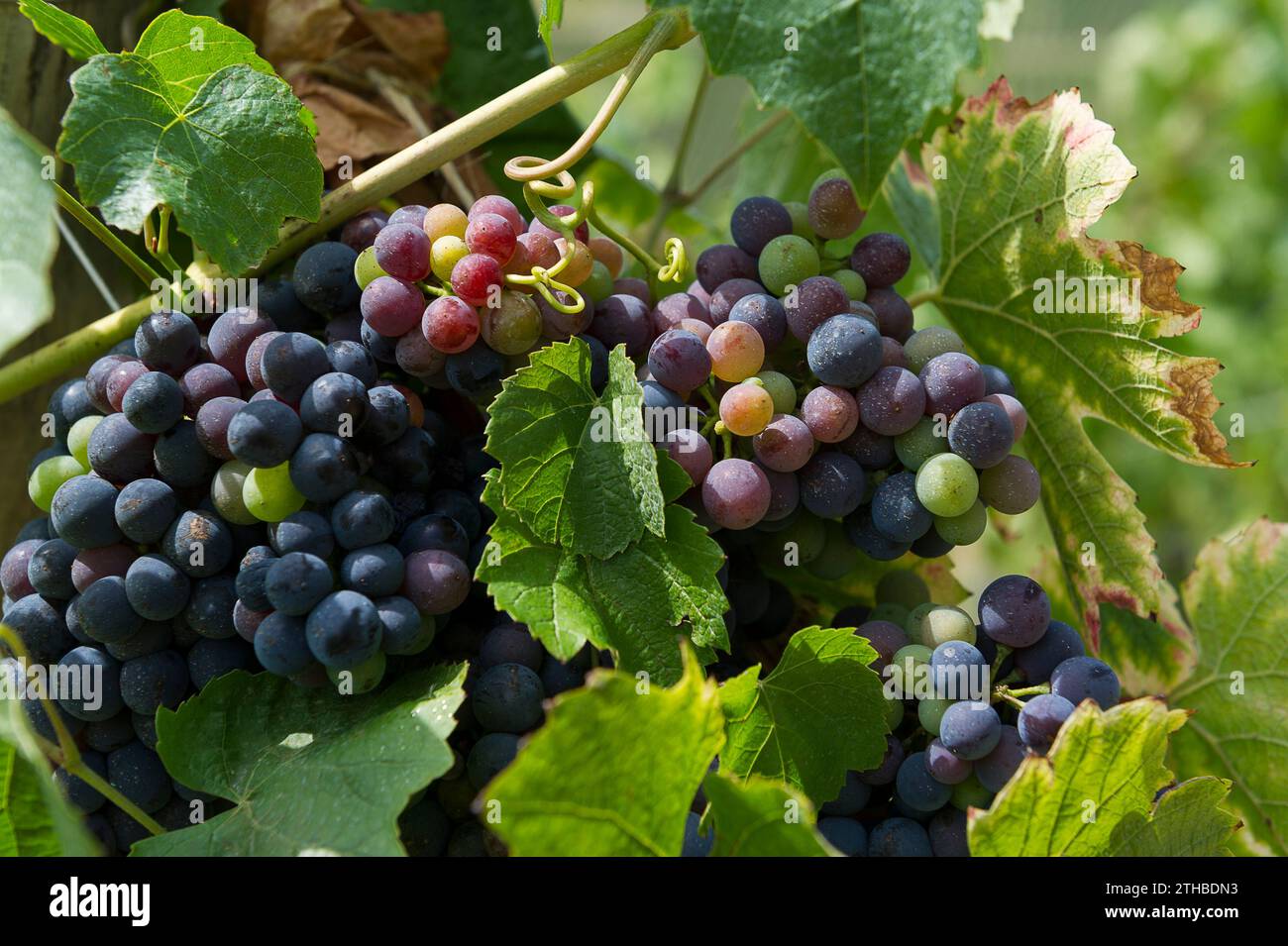 Boyeux hi-res stock photography and images - Alamy