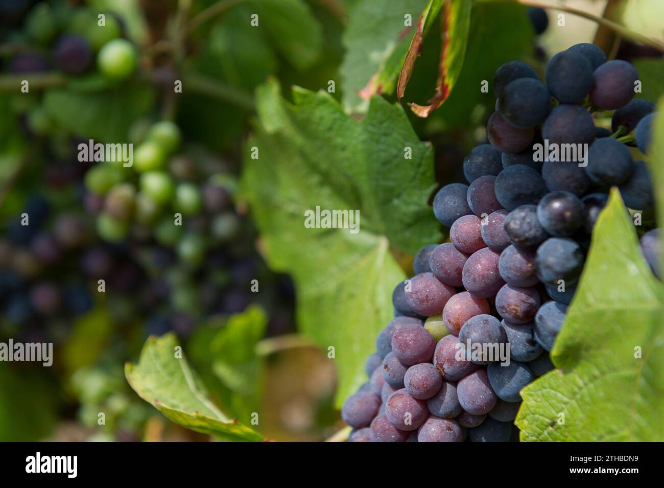 Boyeux hi-res stock photography and images - Alamy