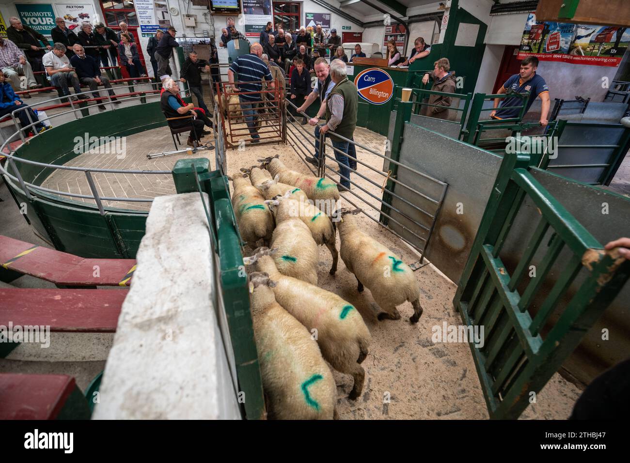 Livestock Auction in Hawes auction mart Stock Photo - Alamy