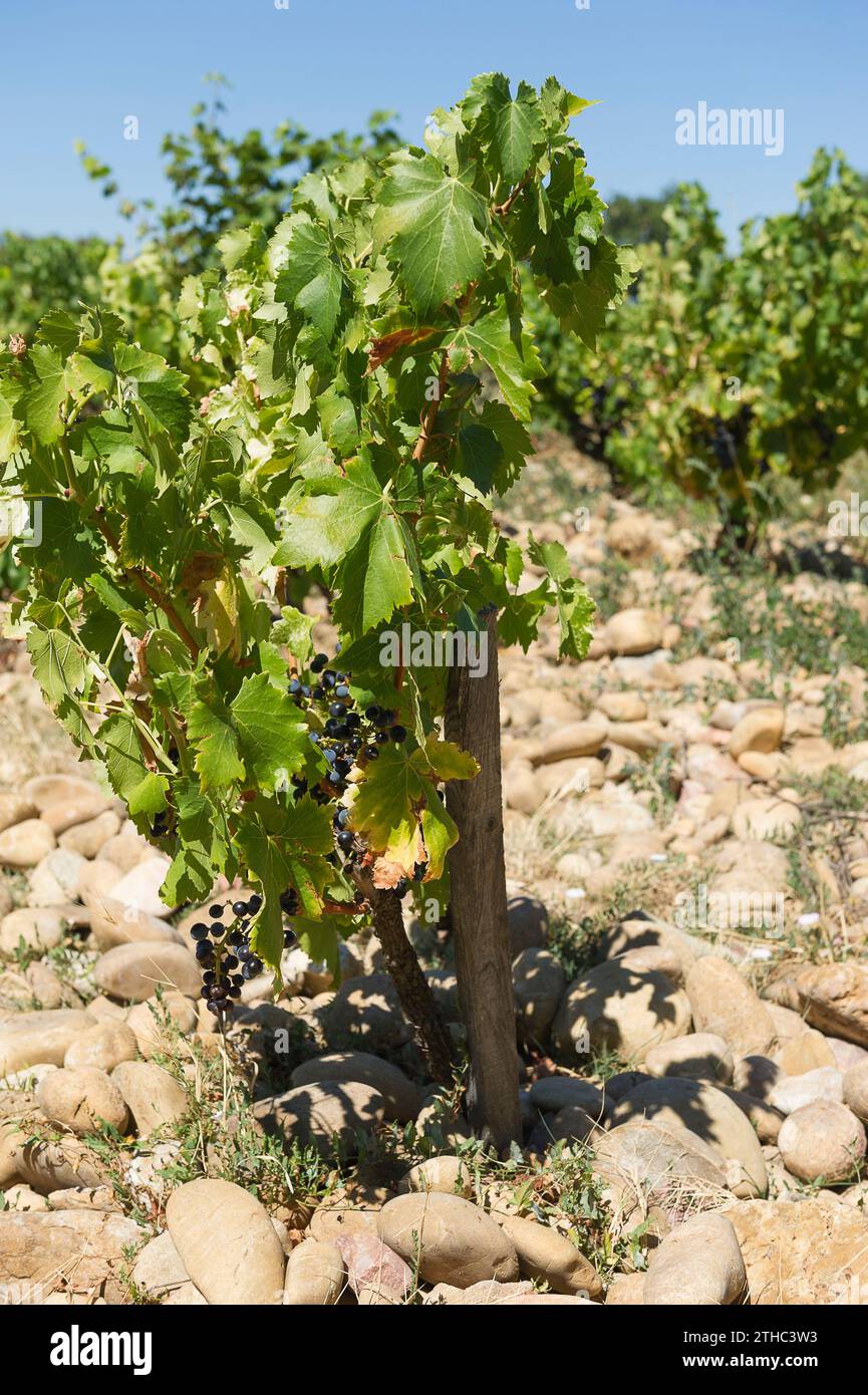 La culture de la vigne au sol hi-res stock photography and images - Alamy