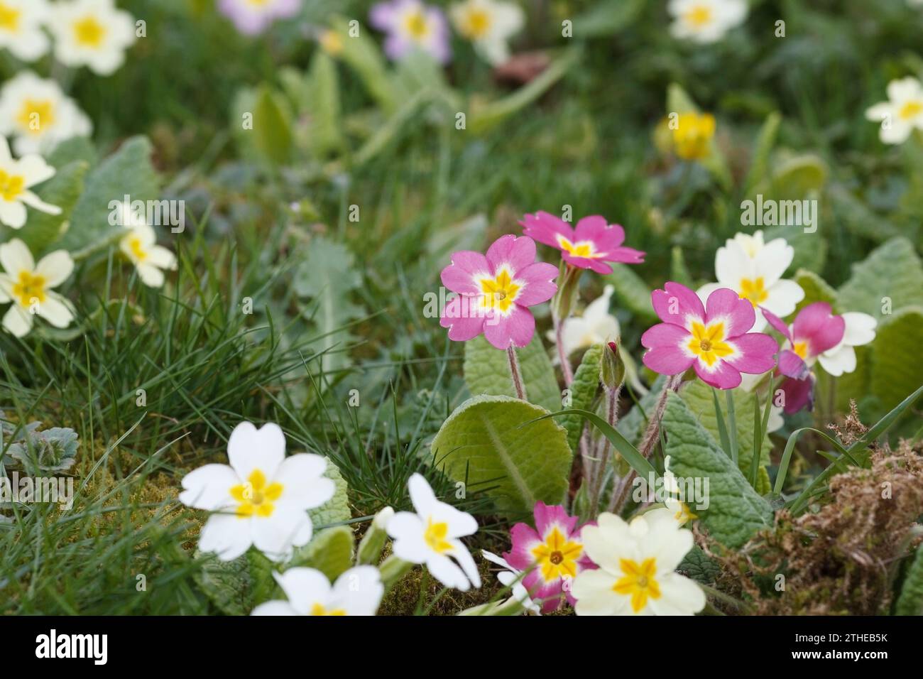Primulas flowering hi-res stock photography and images - Alamy