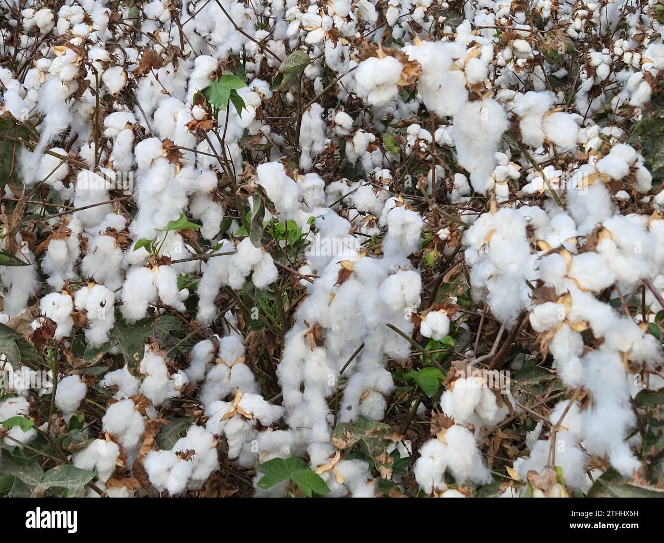 A beautiful view of a cotton plant ready for picking Stock Photo - Alamy