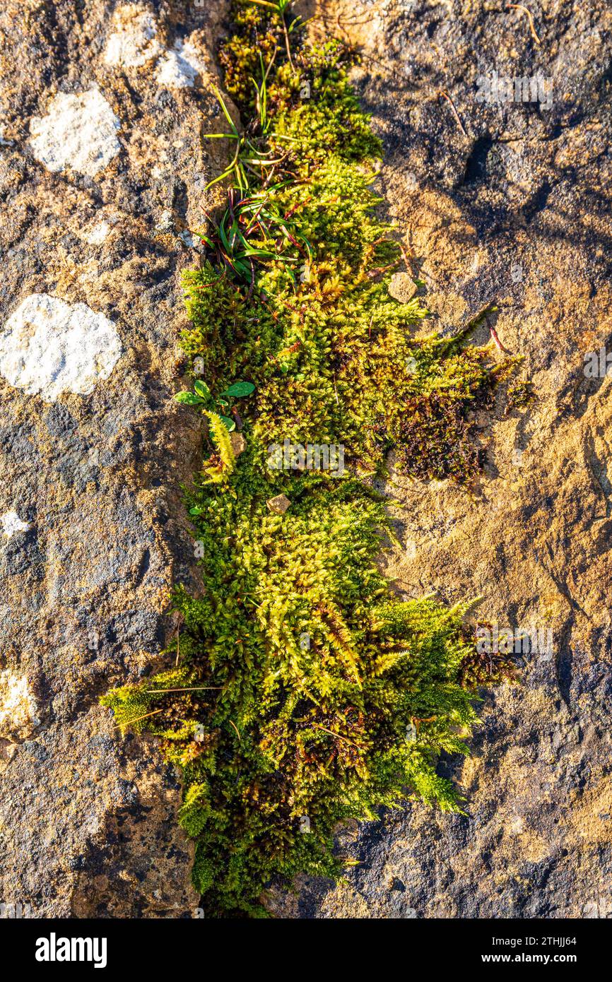 Green moss growing on an old stone at Chedworth Roman Villa near the ...