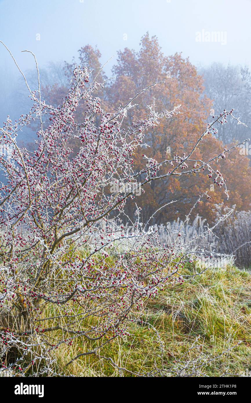 Haw weather hi-res stock photography and images - Alamy
