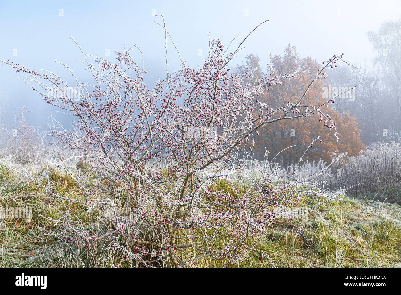 Red haw berries on a hawthorn bush and hoar frost after a receding mist ...