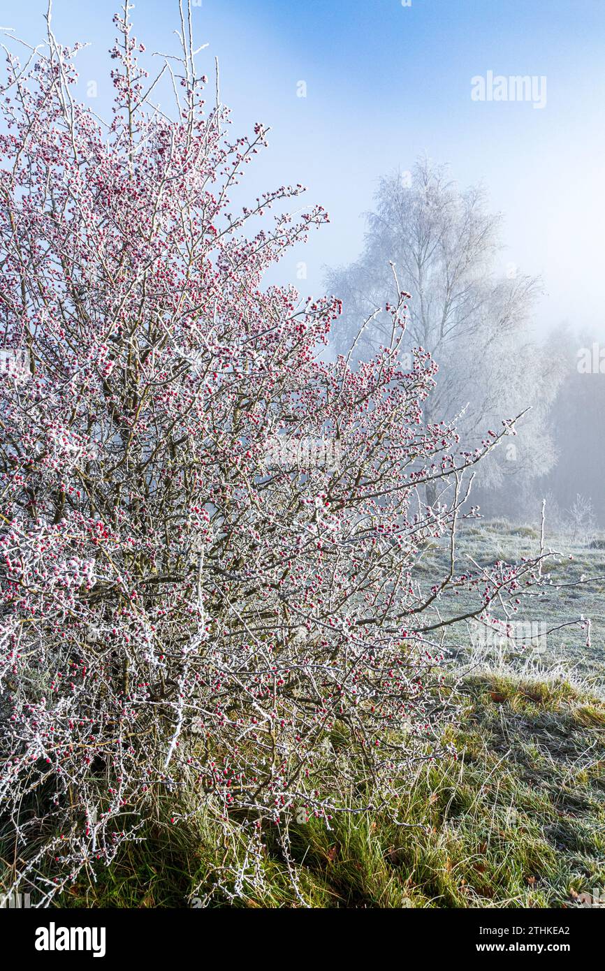 Red haw berries on a hawthorn bush and hoar frost after a receding mist ...