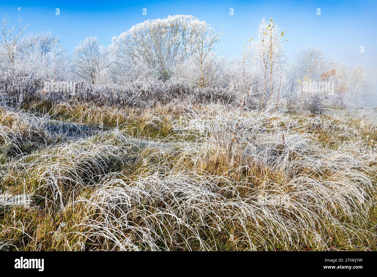Hoar frost after a receding mist on Rudge Hill Nature Reserve ...