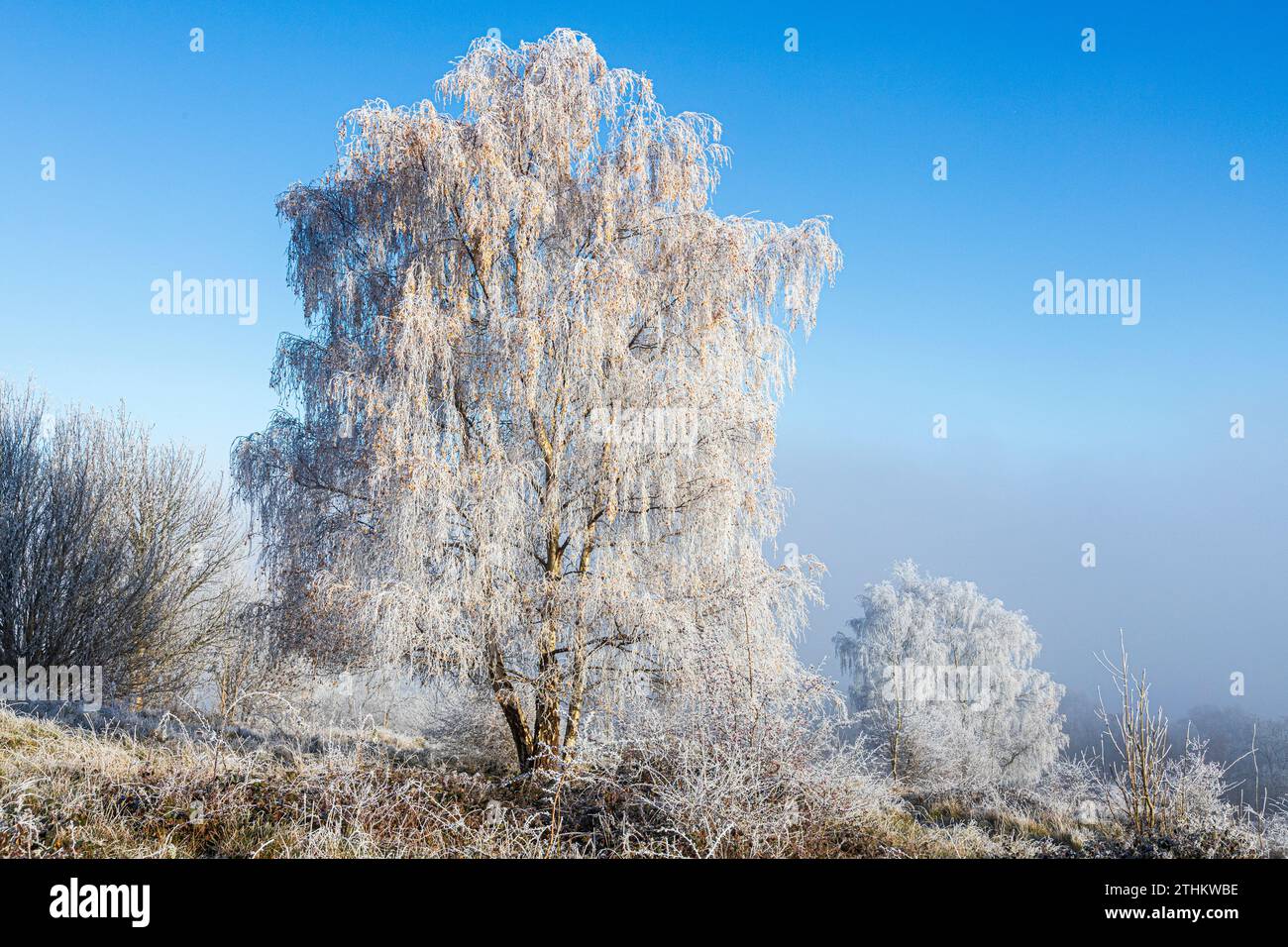 A silver birch tree covered in hoar frost after a receding mist on ...