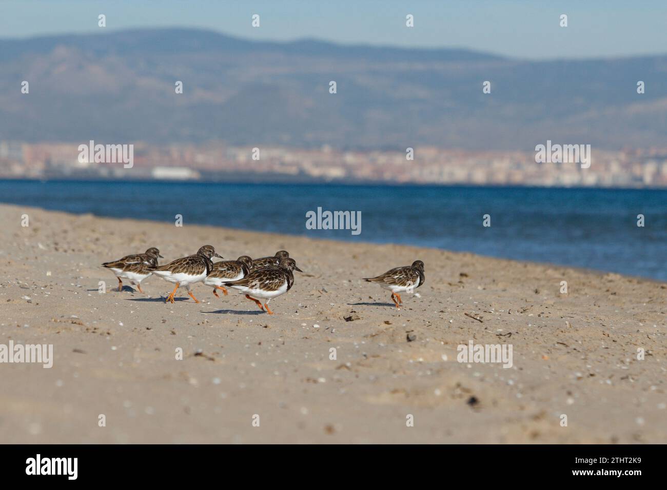 Group of sandpipers running on the sand of the beach in Arenales del ...