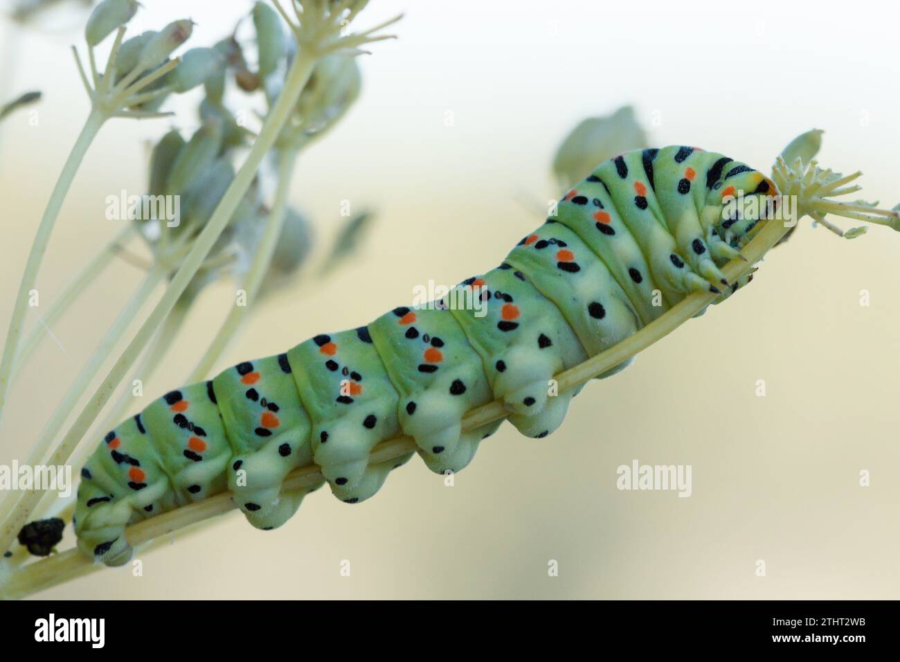 Caterpillar on branch in garden hi-res stock photography and images - Alamy