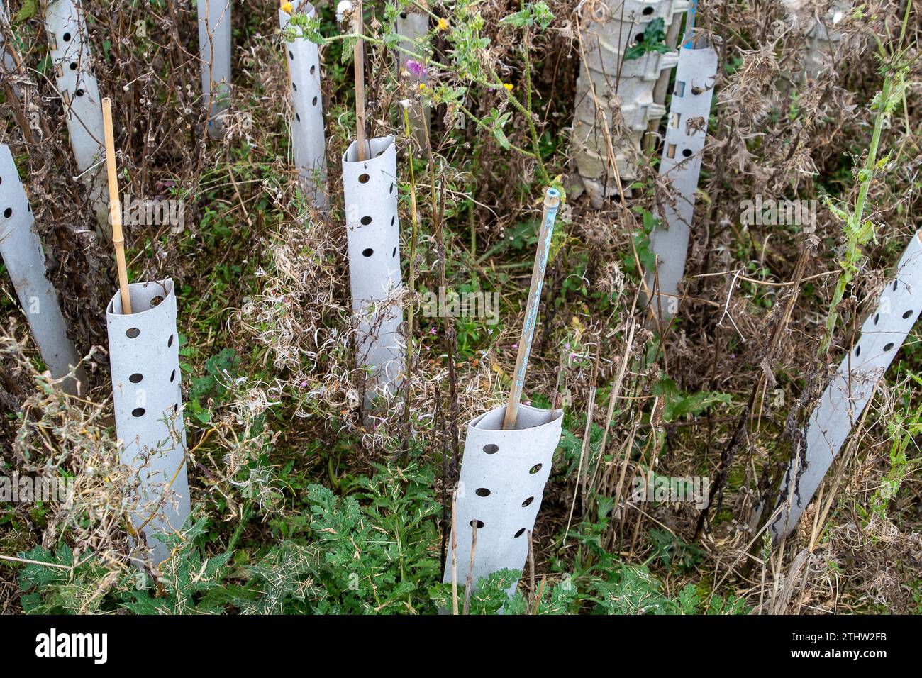 Dead tree saplings hi-res stock photography and images - Alamy