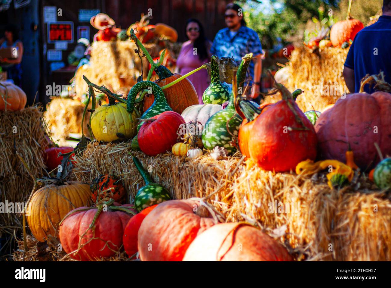 Pumpkin people display hi-res stock photography and images - Alamy