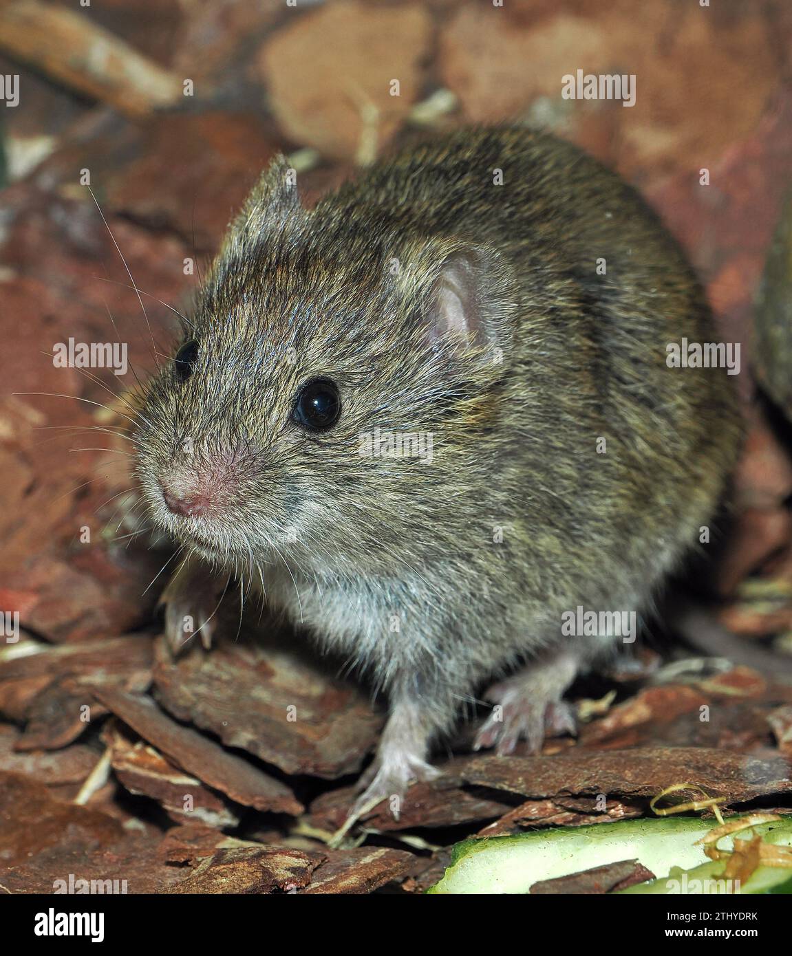 Common vole, Feldmaus, Campagnol des champs, Microtus arvalis, mezei ...