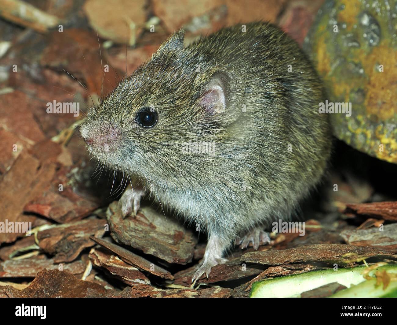 Common vole, Feldmaus, Campagnol des champs, Microtus arvalis, mezei ...