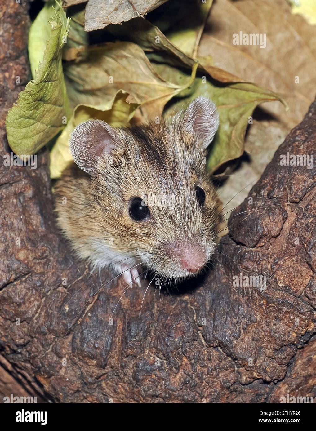 Pirokeger hi-res stock photography and images - Alamy