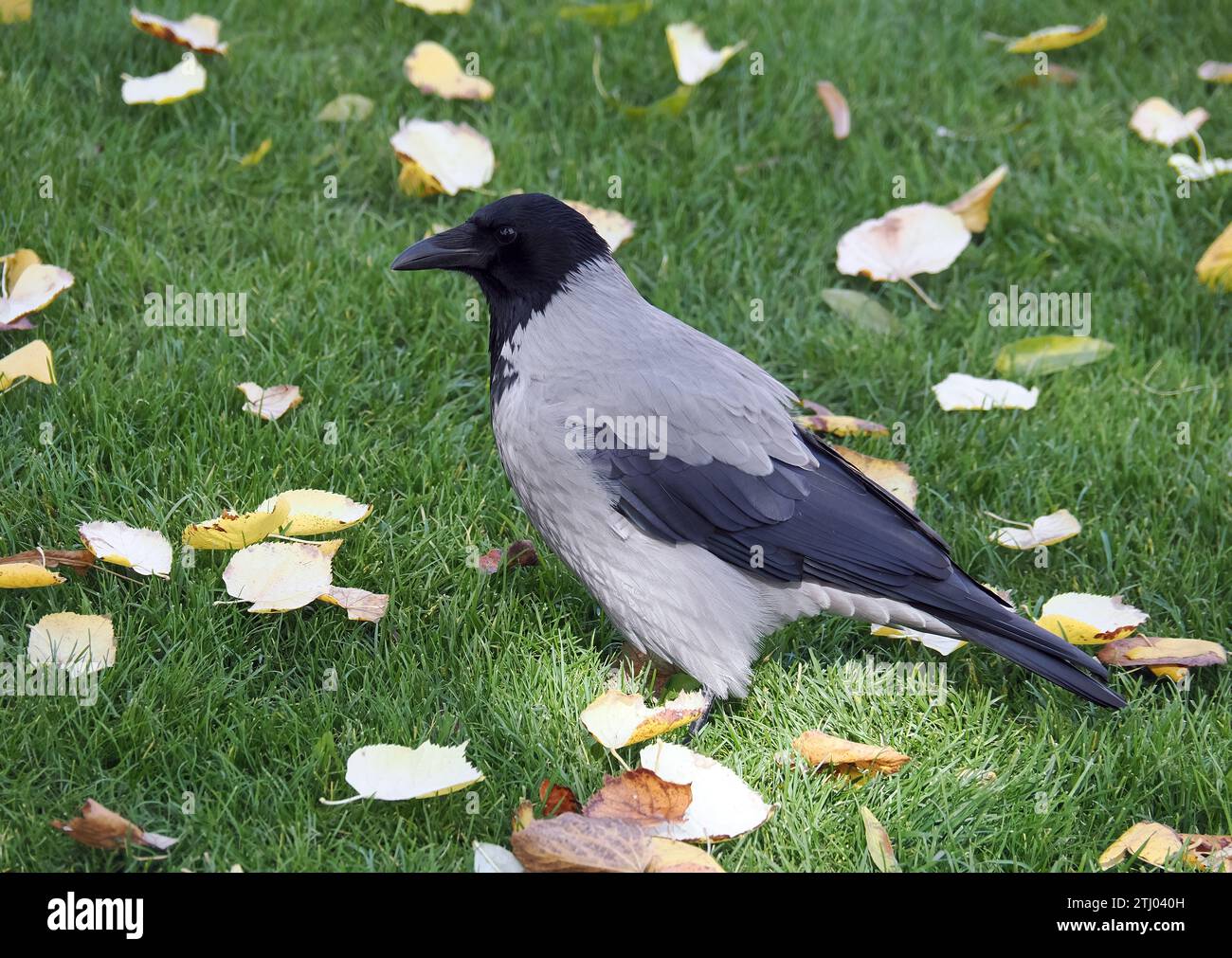 Corneille bird hi-res stock photography and images - Alamy