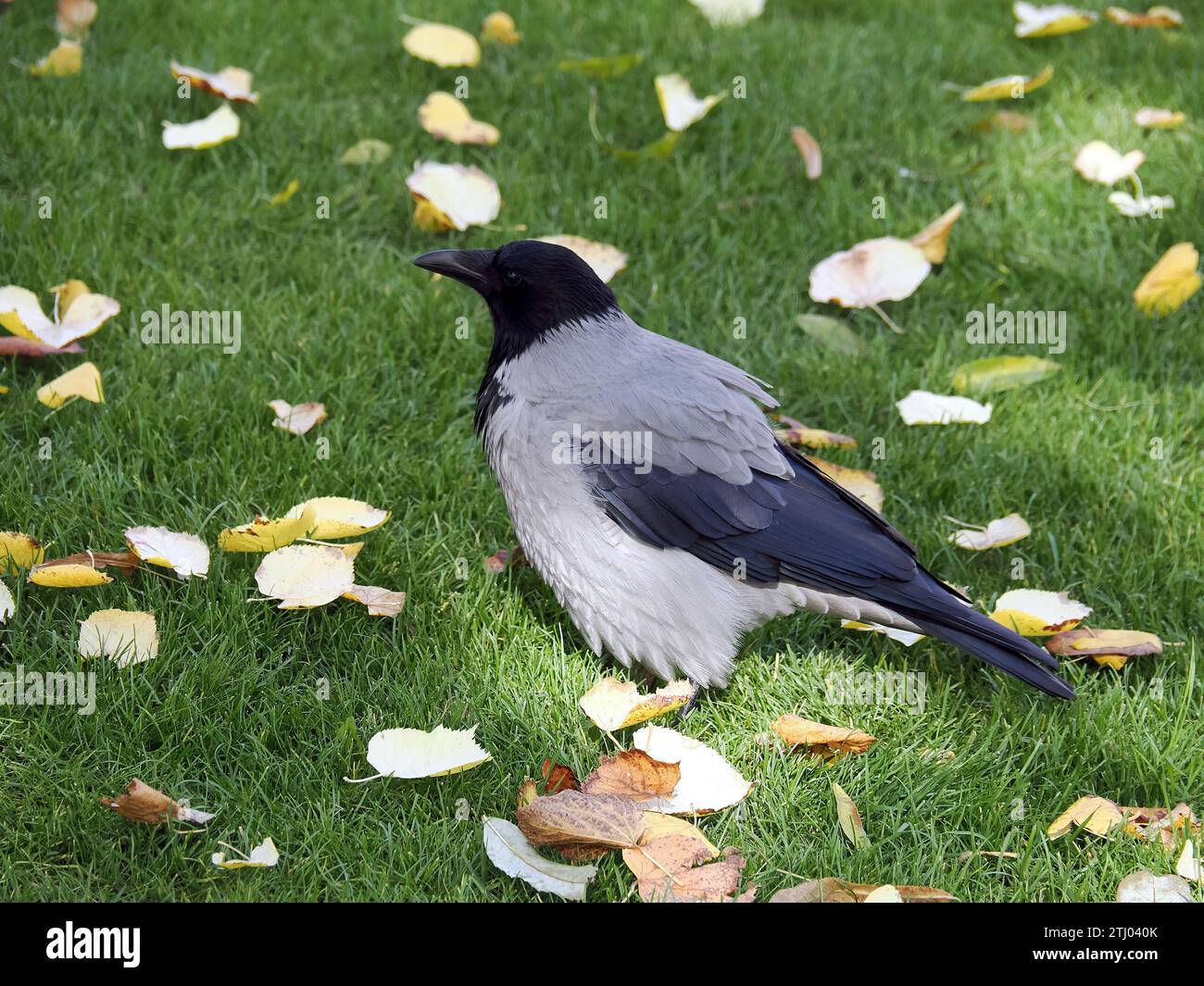 Corneille bird hi-res stock photography and images - Alamy