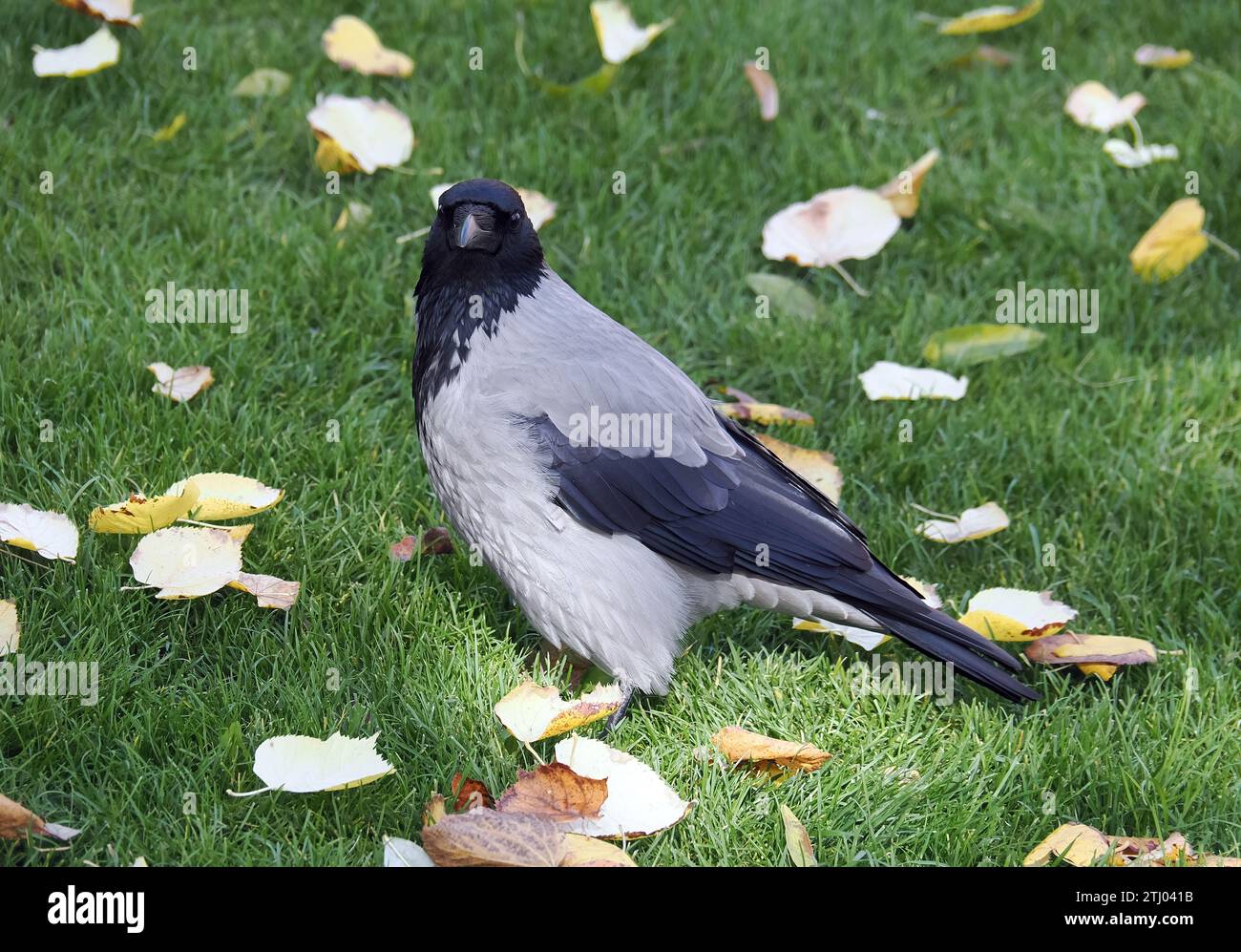 Corneille bird hi-res stock photography and images - Alamy