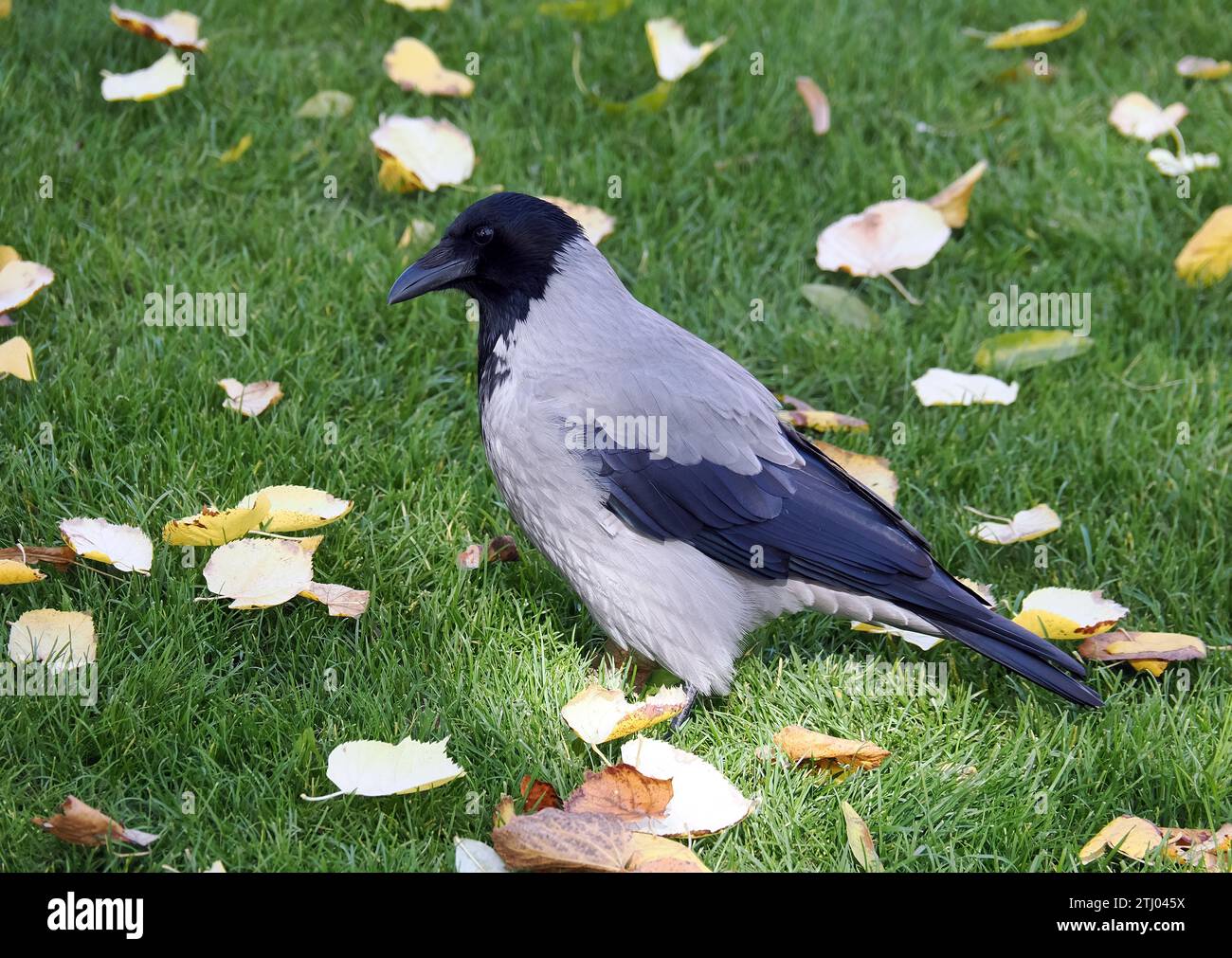 Corneille bird hi-res stock photography and images - Alamy