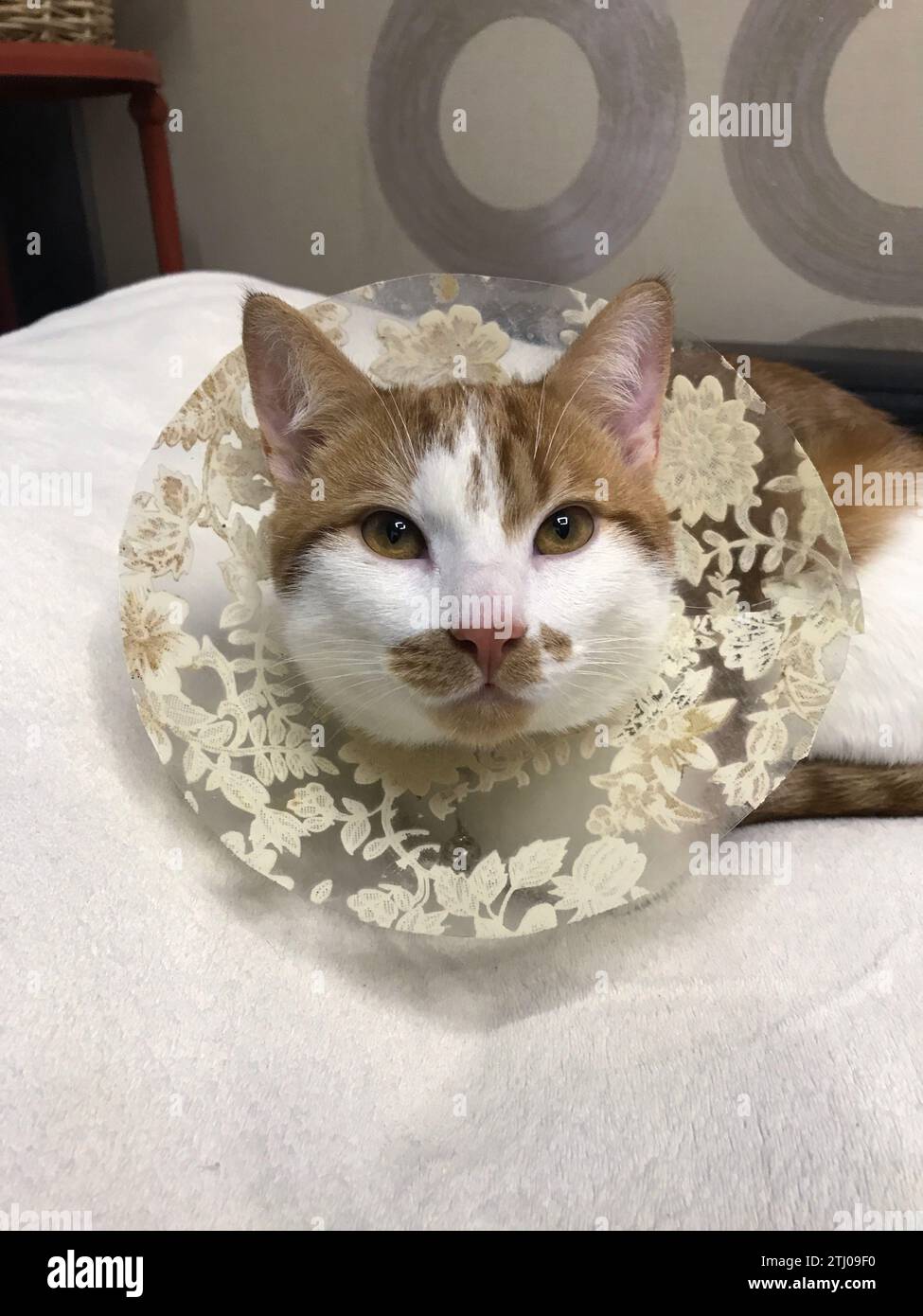 Cat in a post-op collar. The coat is red and white. Close-up Stock ...