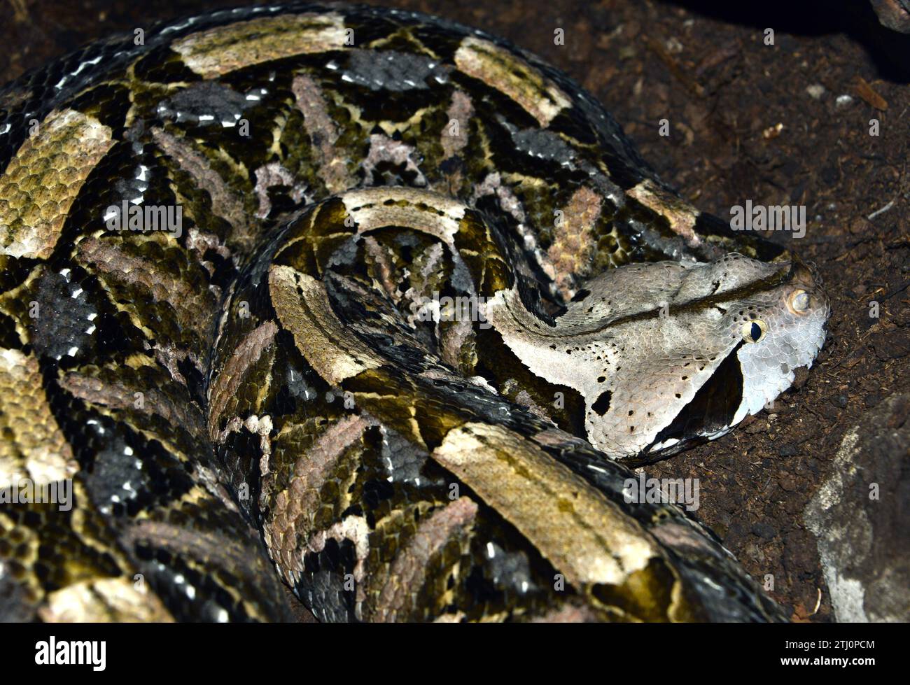 Gaboon viper, Östliche Gabunviper, Vipère du Gabon, Bitis gabonica ...