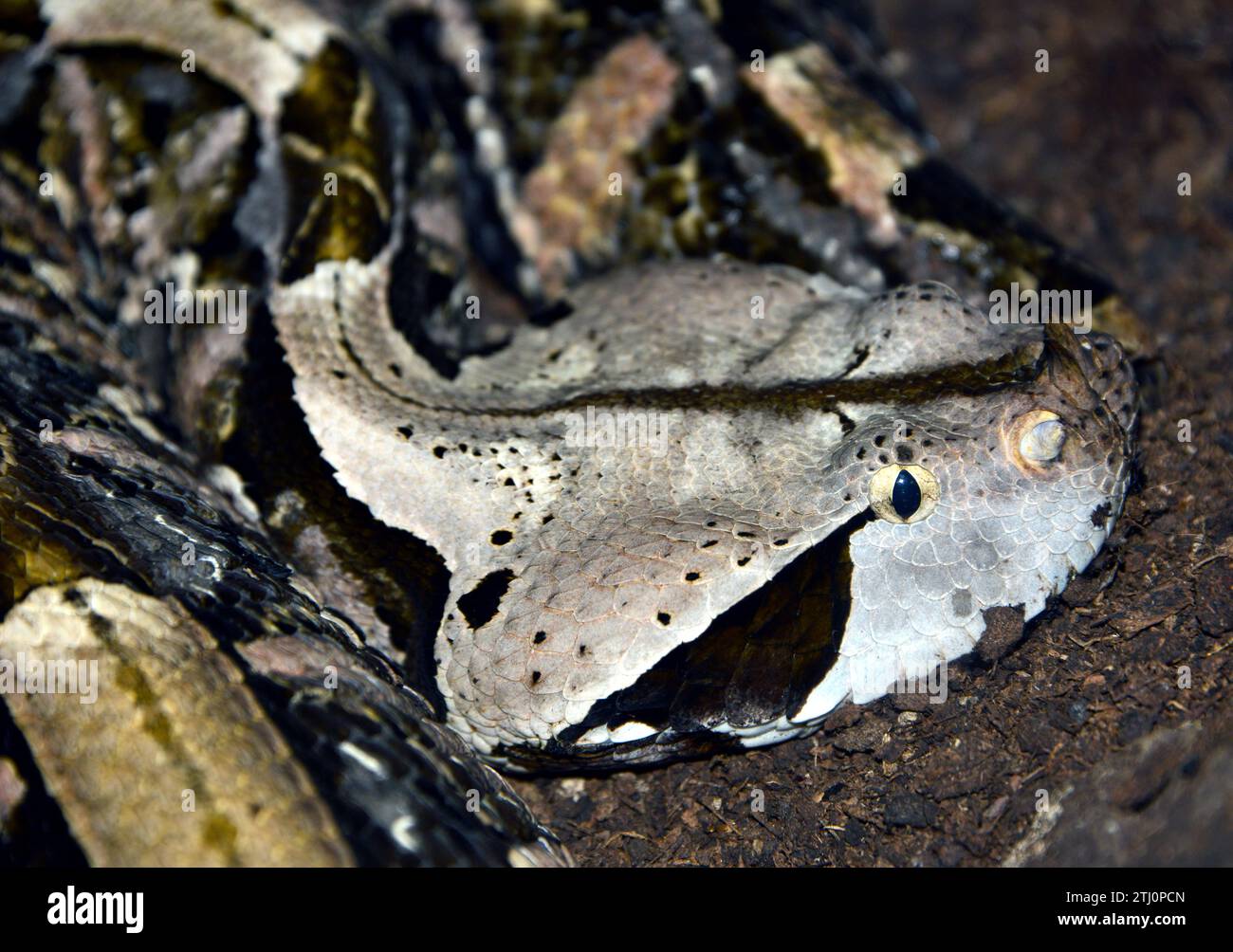 Gaboon viper, Östliche Gabunviper, Vipère du Gabon, Bitis gabonica ...
