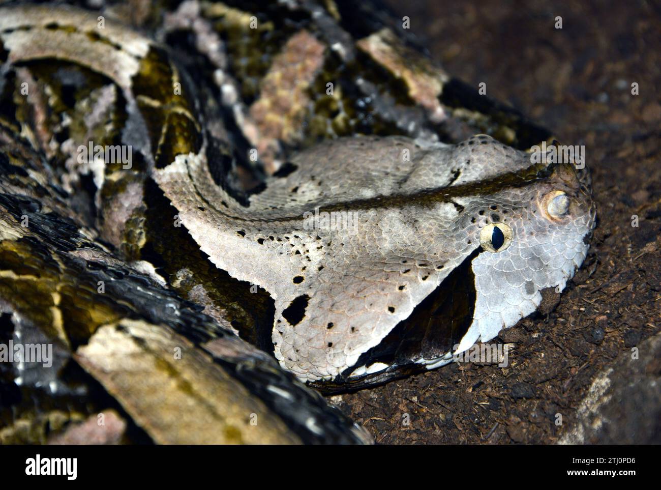 Gaboon viper, Östliche Gabunviper, Vipère du Gabon, Bitis gabonica ...