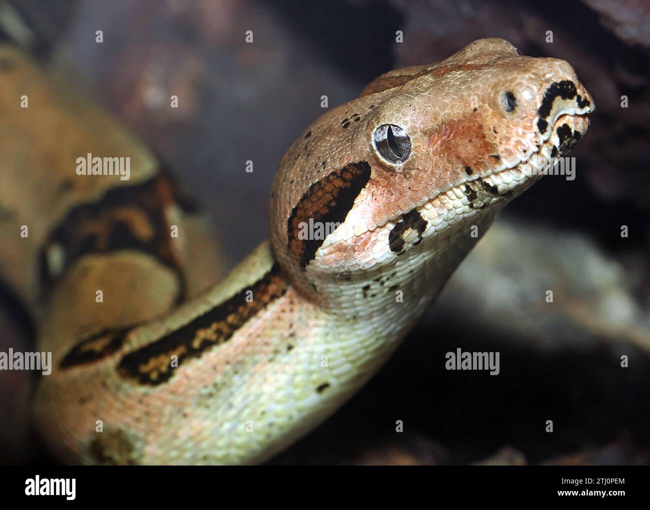 common boa, Abgottschlange, Boa constricteur, Boa constrictor ...
