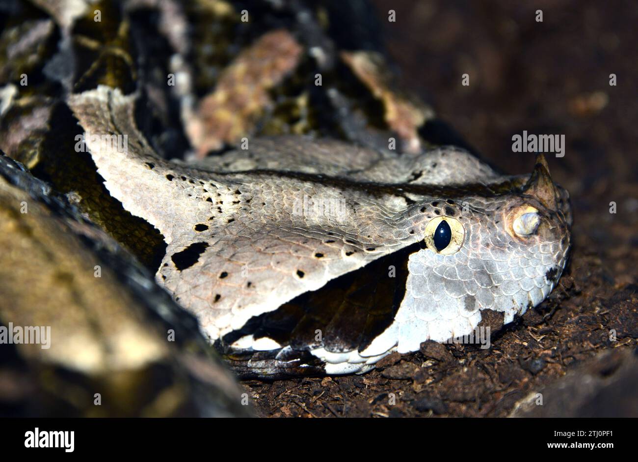 Gaboon viper, Östliche Gabunviper, Vipère du Gabon, Bitis gabonica ...