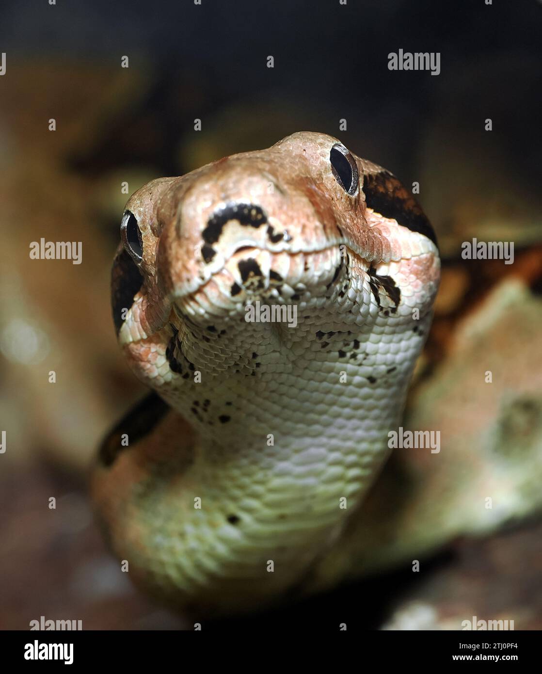 common boa, Abgottschlange, Boa constricteur, Boa constrictor ...