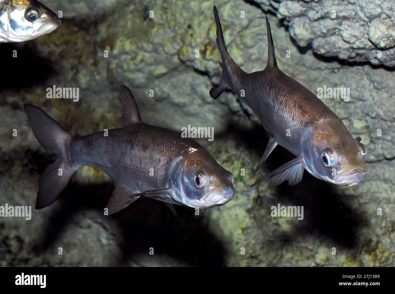 Asp, Rapfen, Schied, Aspe, Leuciscus aspius, balin, Hungary ...