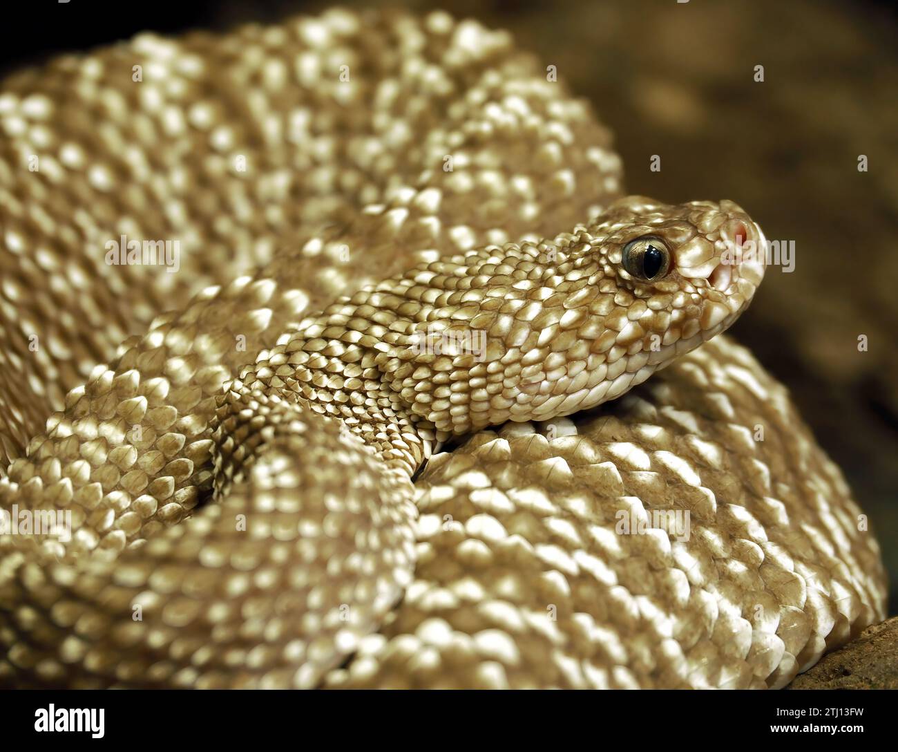 Uracoan rattlesnake, Crotalus vegrandis, csörgőkígyó, venomous snake ...