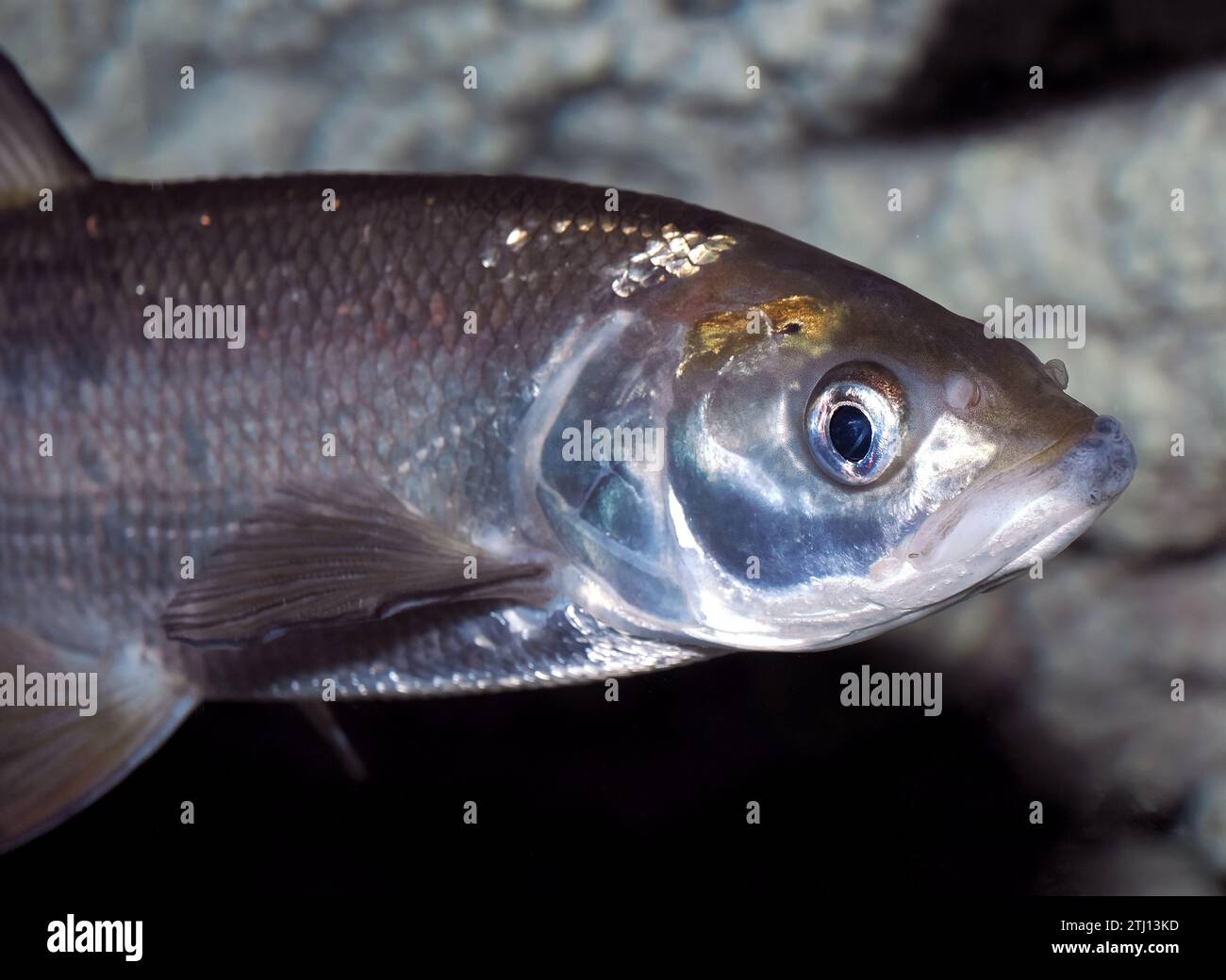 Asp, Rapfen, Schied, Aspe, Leuciscus aspius, balin, Hungary ...