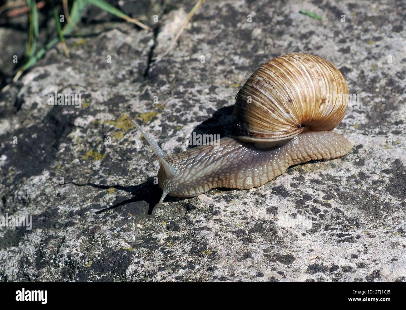 snail, Roman snail, edible snail, Schneckenhaus, Weinbergschnecke ...