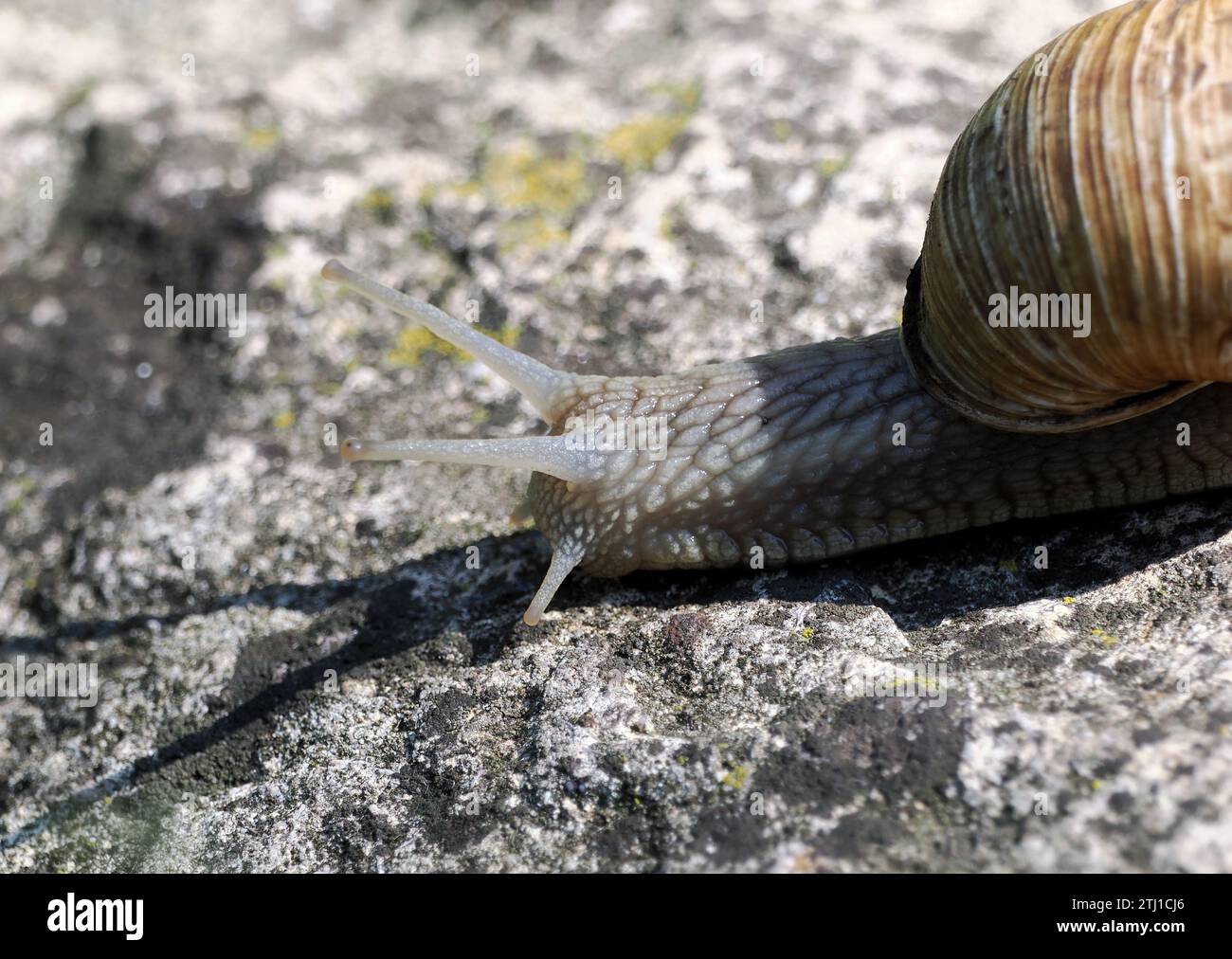 snail, Roman snail, edible snail, Schneckenhaus, Weinbergschnecke ...