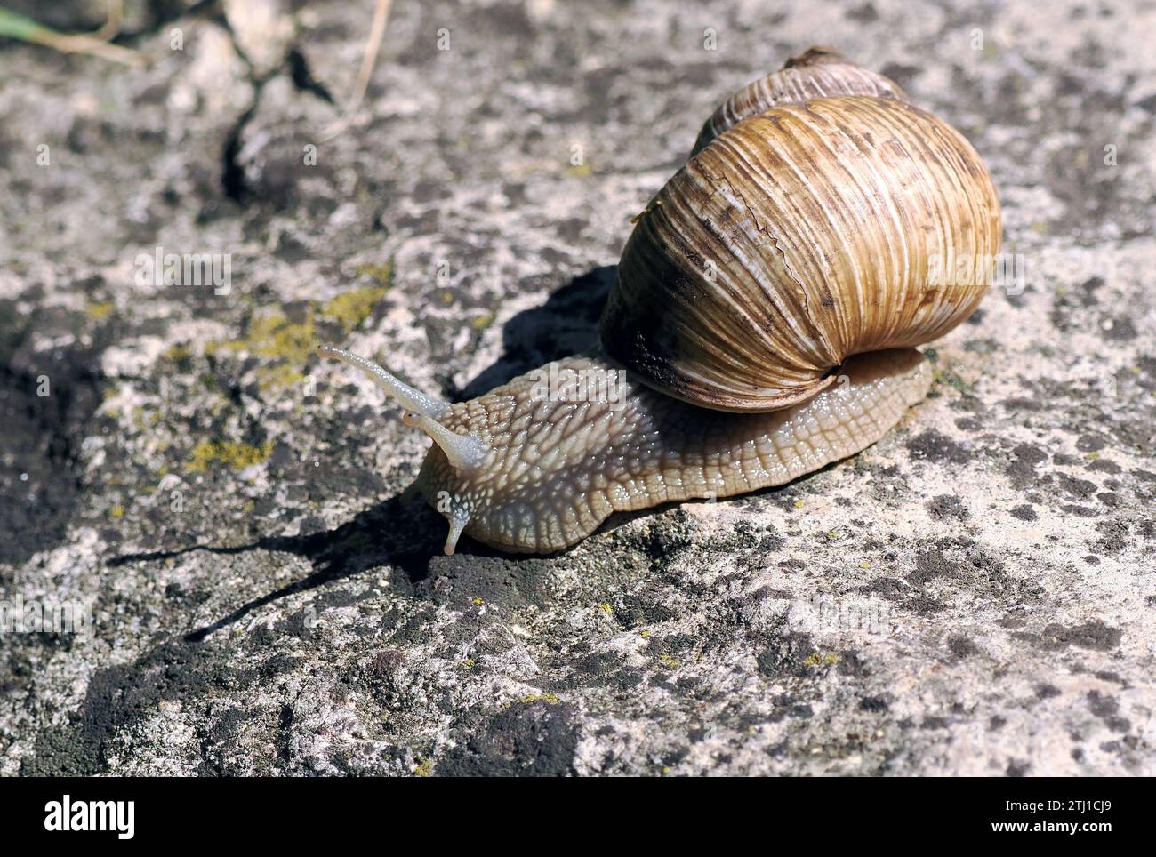 snail, Roman snail, edible snail, Schneckenhaus, Weinbergschnecke ...