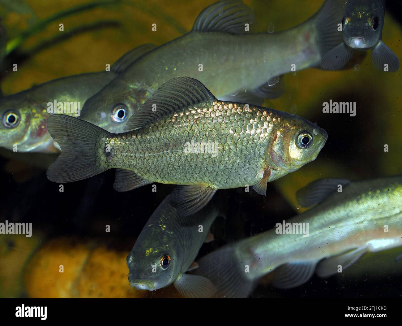 Carassin commun hi-res stock photography and images - Alamy